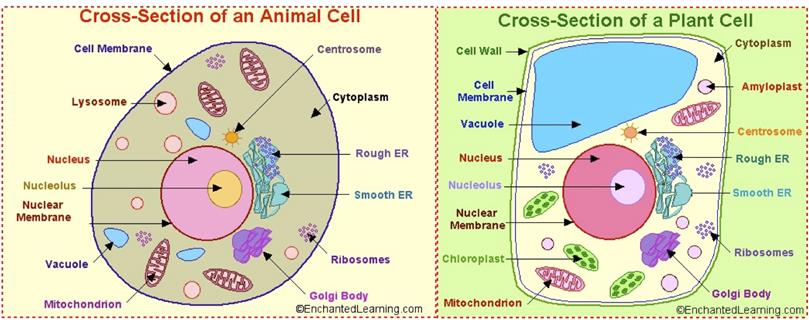 Plant Cell Labeled Diagram With Functions Plant Cell Definition 